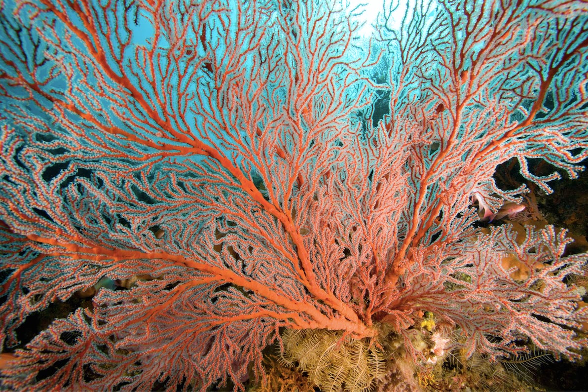 CORAL FOR THE WISDOM OF LOVE - Laura Flames